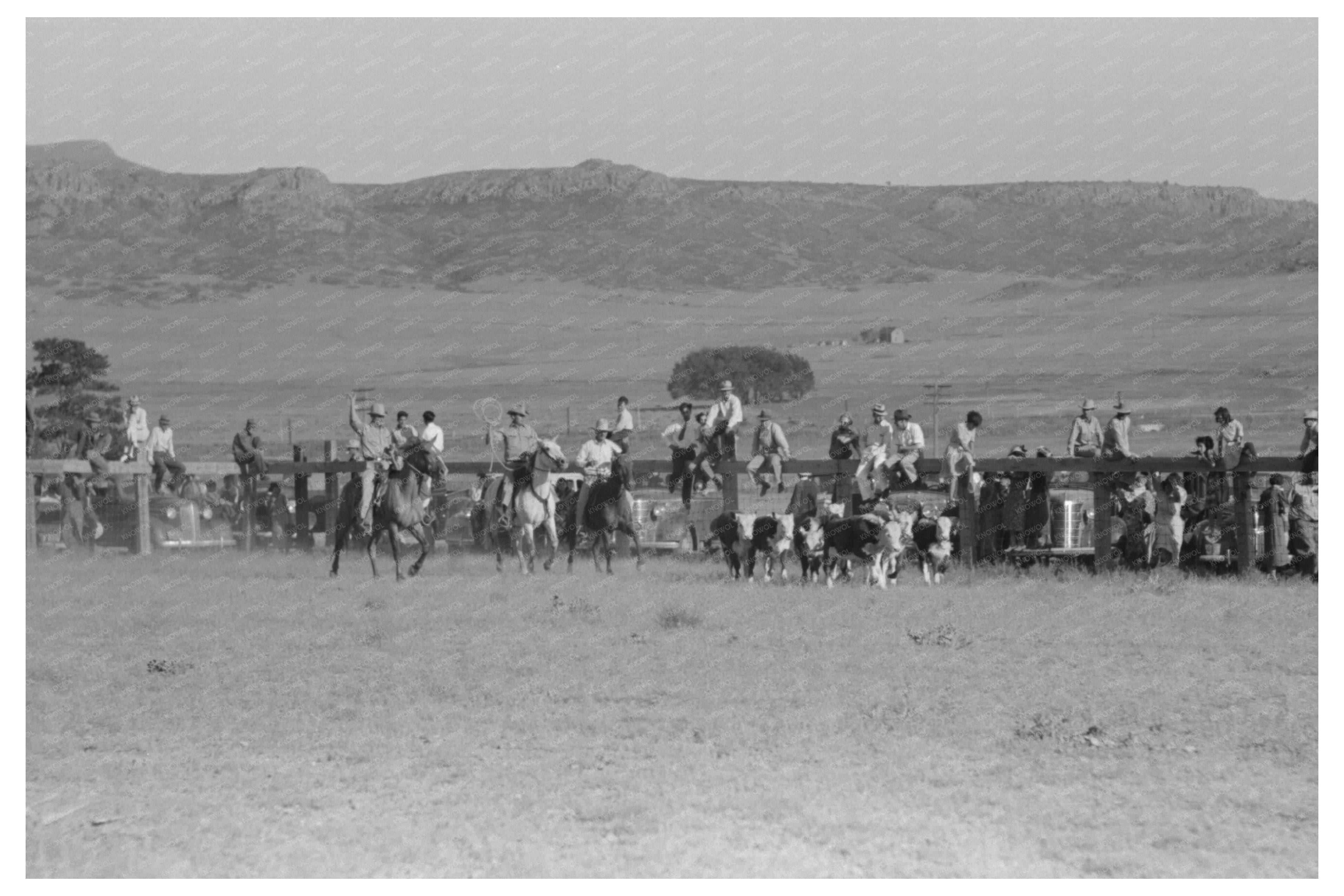 Cowboys Driving Cattle at Bean Day Wagon Mound 1939 – KNOWOL
