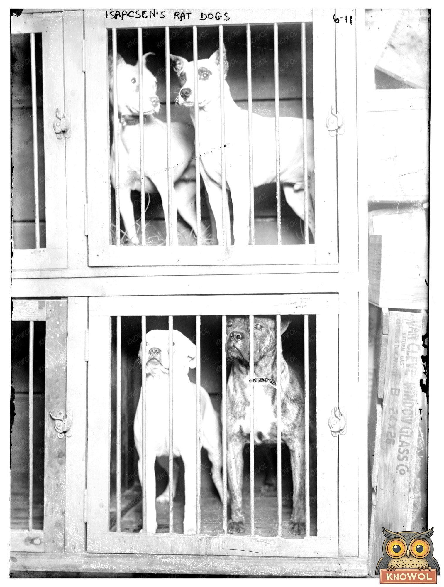 Urban Rat Hunters: Agile Dogs in a Vintage Cage – KNOWOL