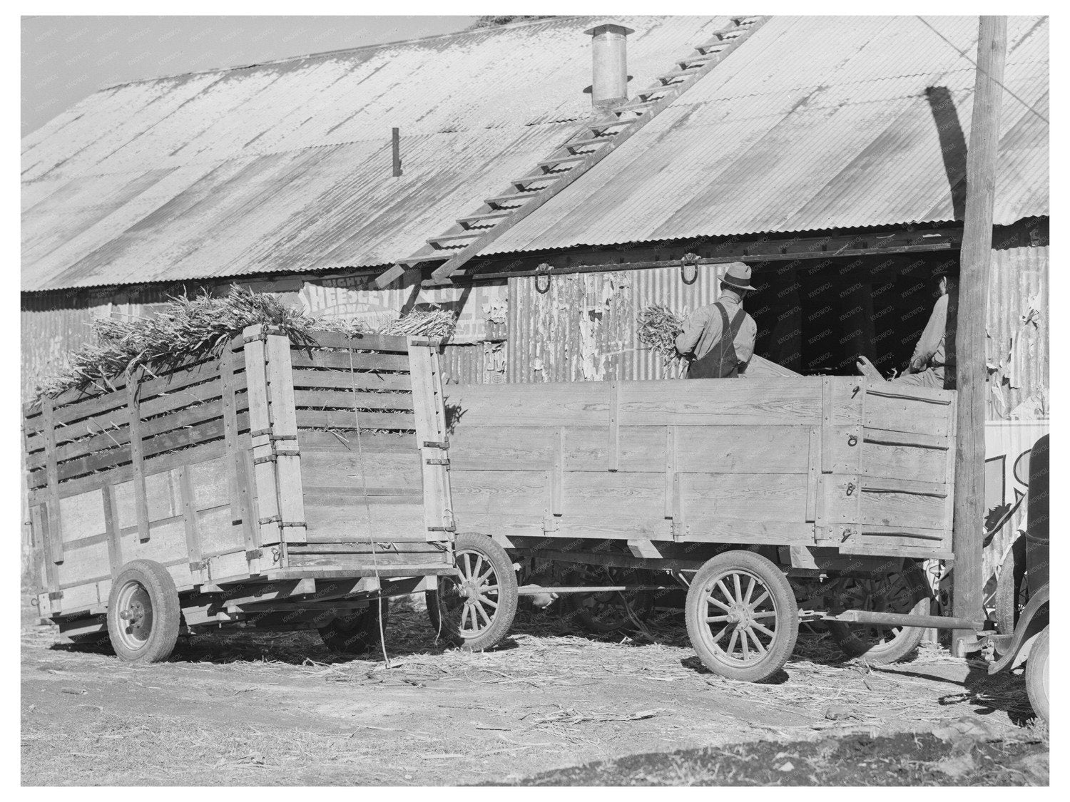 Corn Stover Unloading at Feed Mill Taylor Texas 1939 – KNOWOL