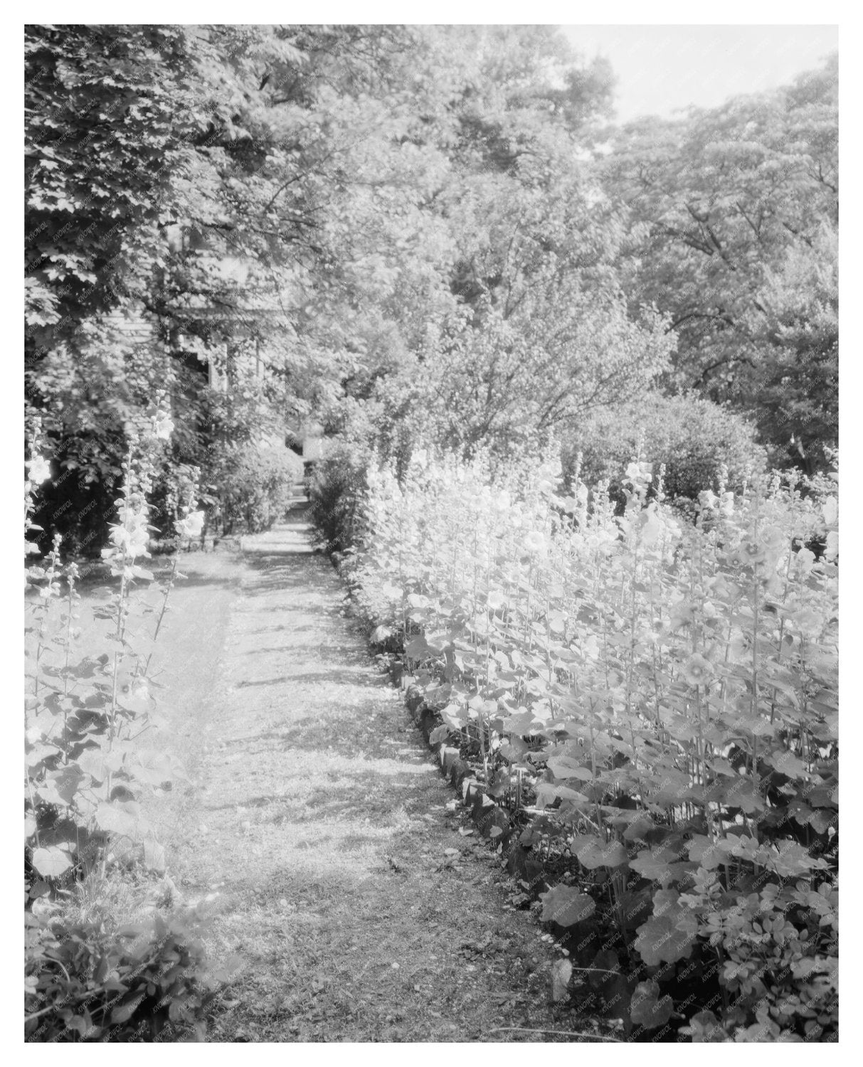 1780 Historic Building in Fredericksburg VA - Vintage Photo – KNOWOL