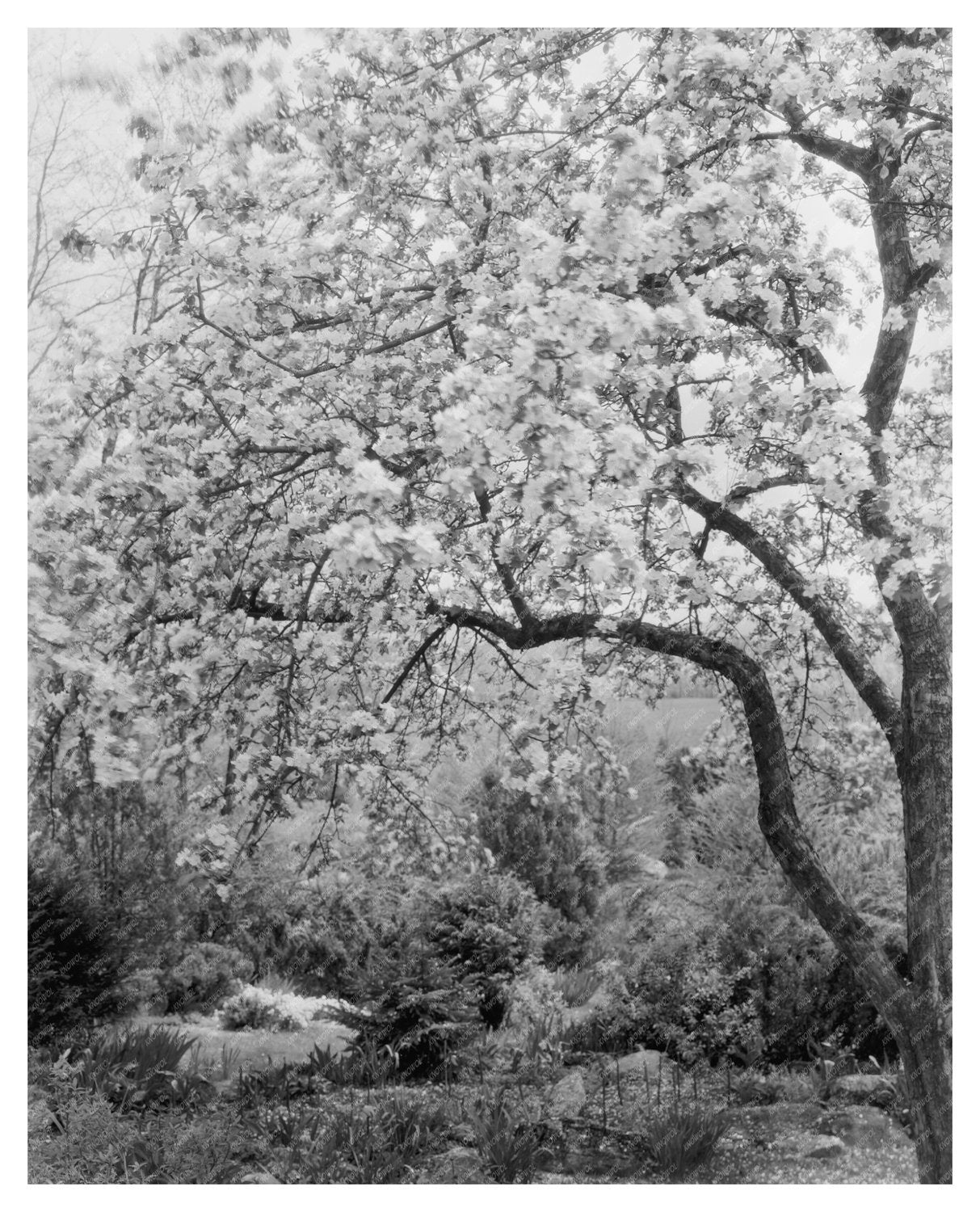 Vintage Landscape Photo: Boyce, Virginia, Early 1900s – KNOWOL